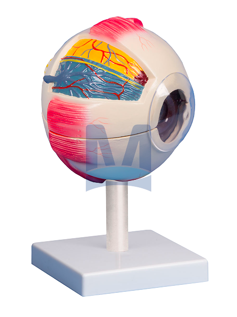 Model oka, šestkrát zvětšený, 6 částí | Učební pomůcky | RNDr. Karel ...