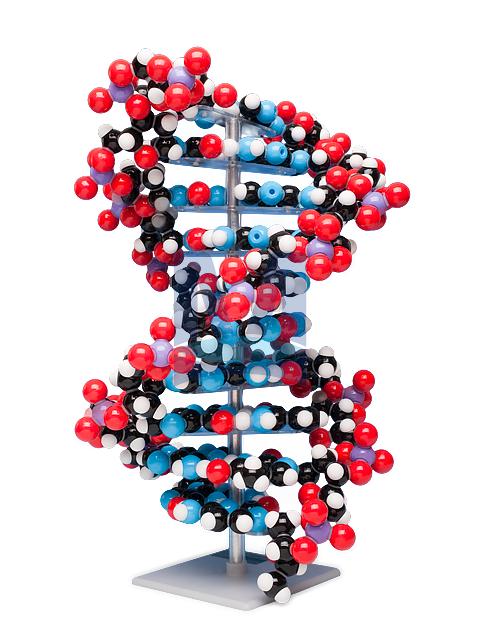 Velký model DNA | Učební pomůcky | RNDr. Karel Martyčák